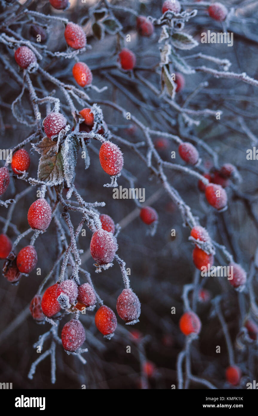 Bright red Sweetbrier hips. Dark winters day Stock Photo - Alamy