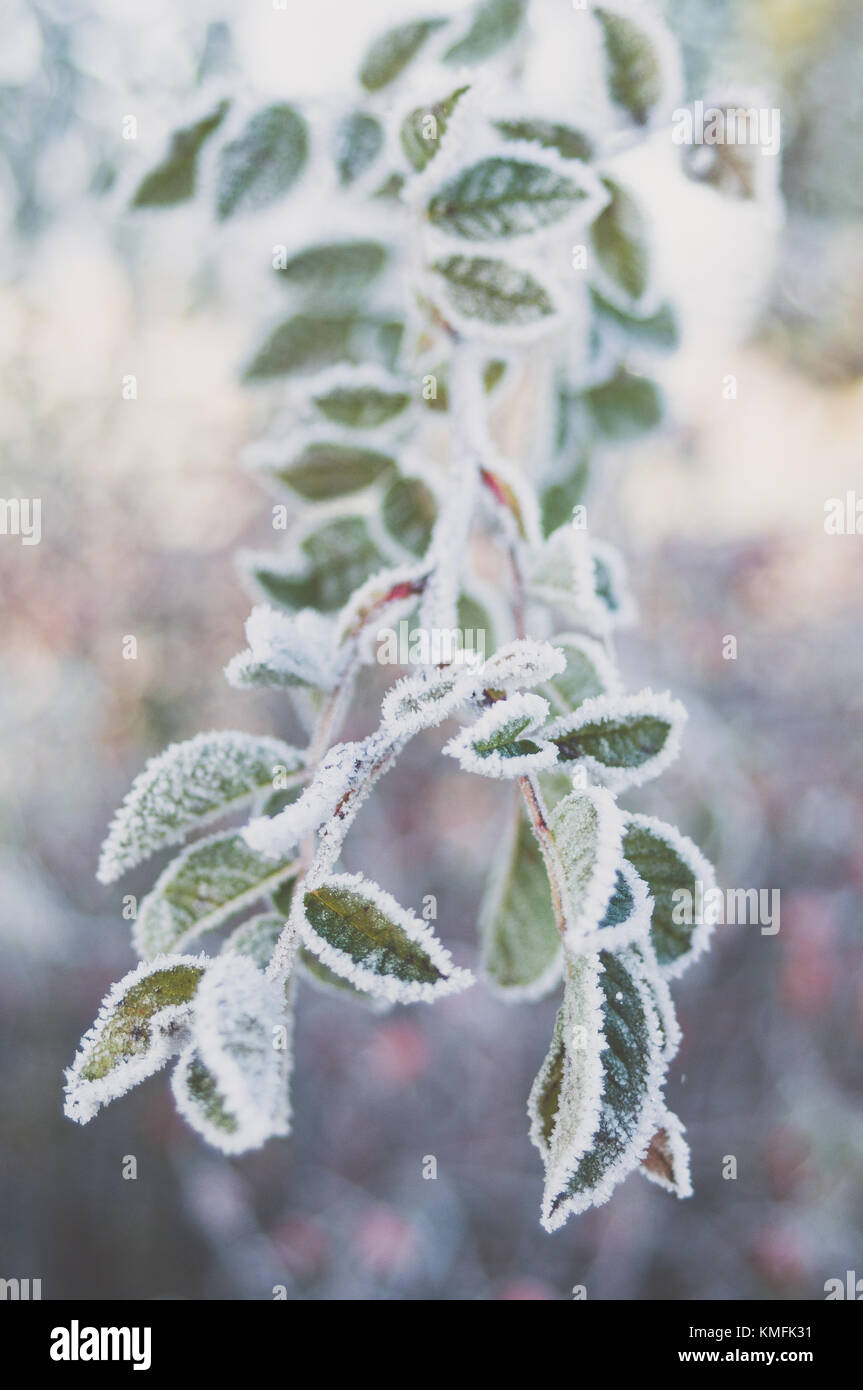 Closeup of frozen sweetbrier leaves Stock Photo - Alamy