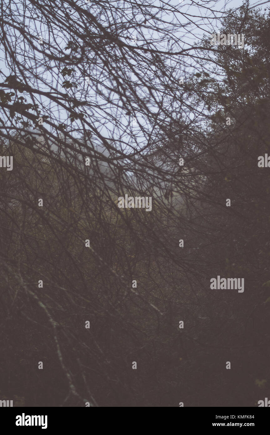 Misty morning. Branches Stock Photo - Alamy