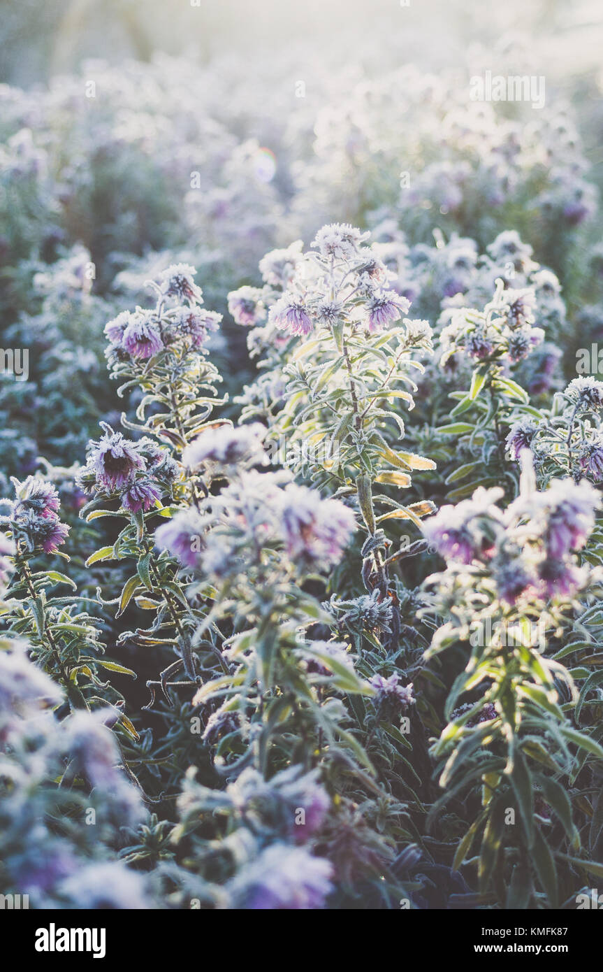 Aster flowers power Stock Photo - Alamy