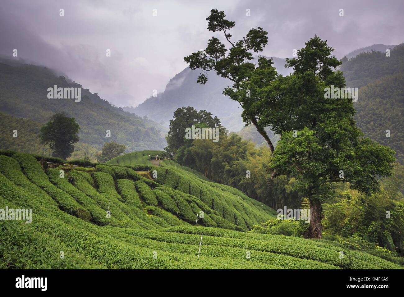 beauty in Taiwan Stock Photo - Alamy