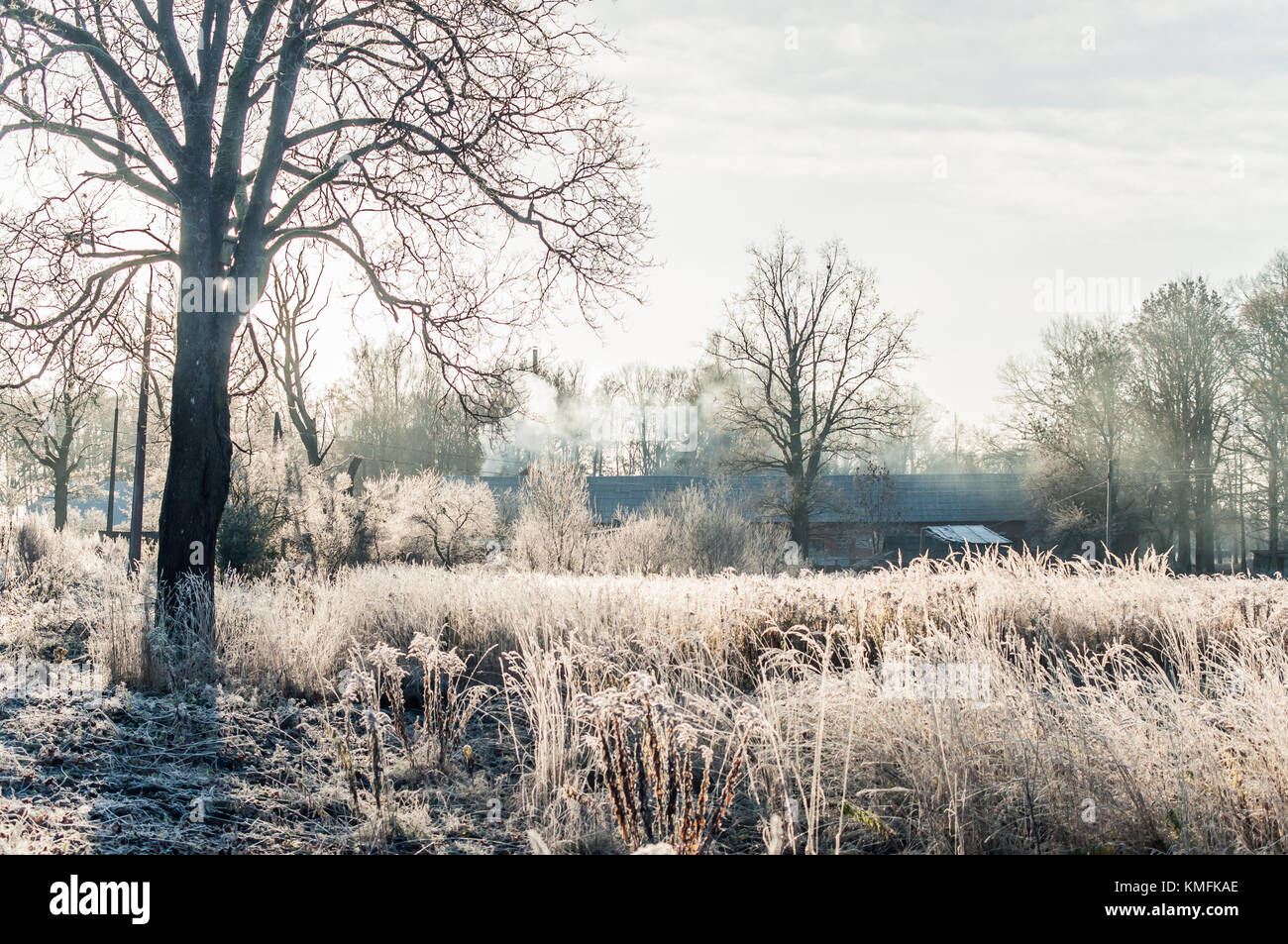 Dreamy morning scene with sun rays behind the tree Stock Photo - Alamy