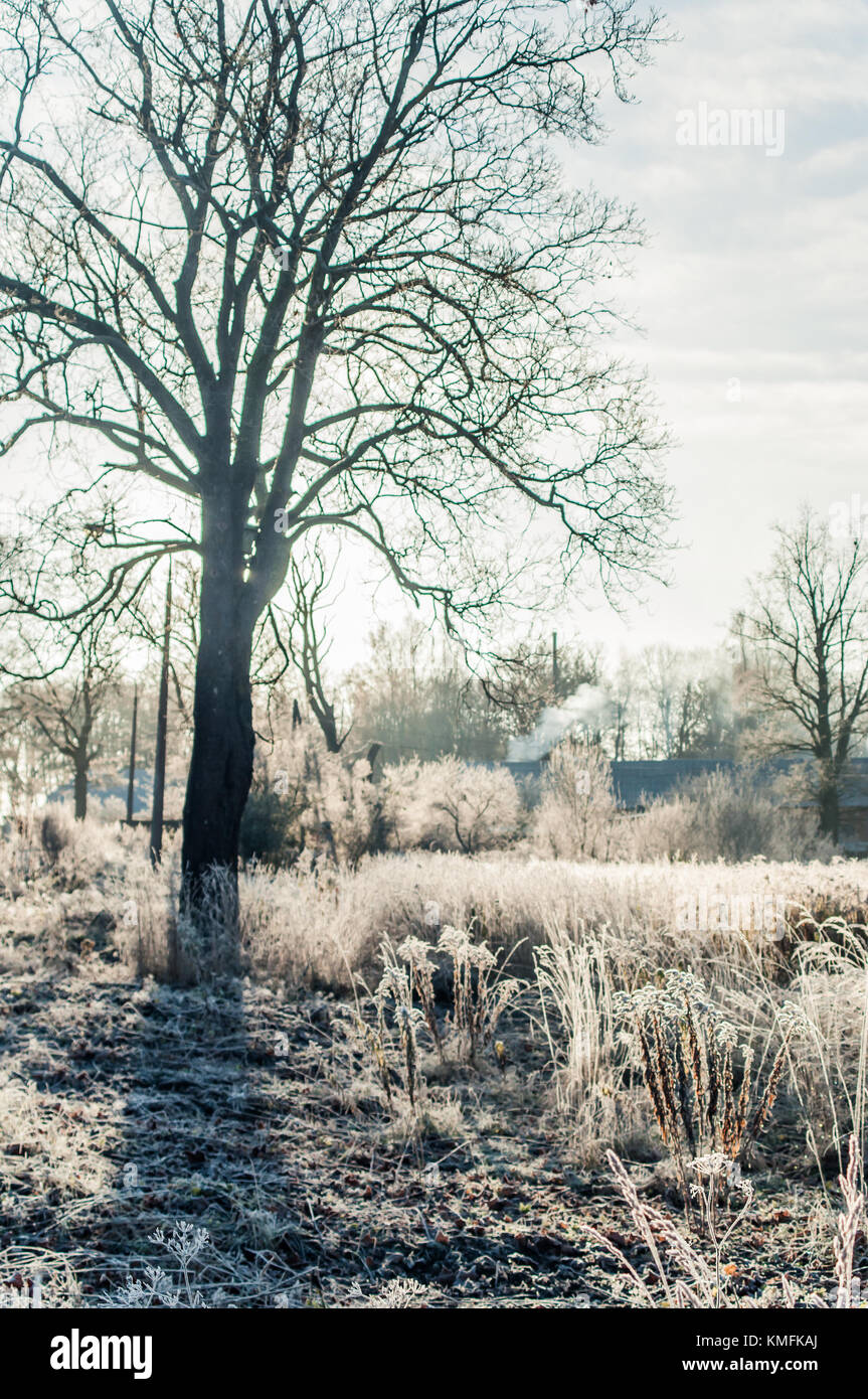 Dreamy morning scene in a manors park Stock Photo - Alamy