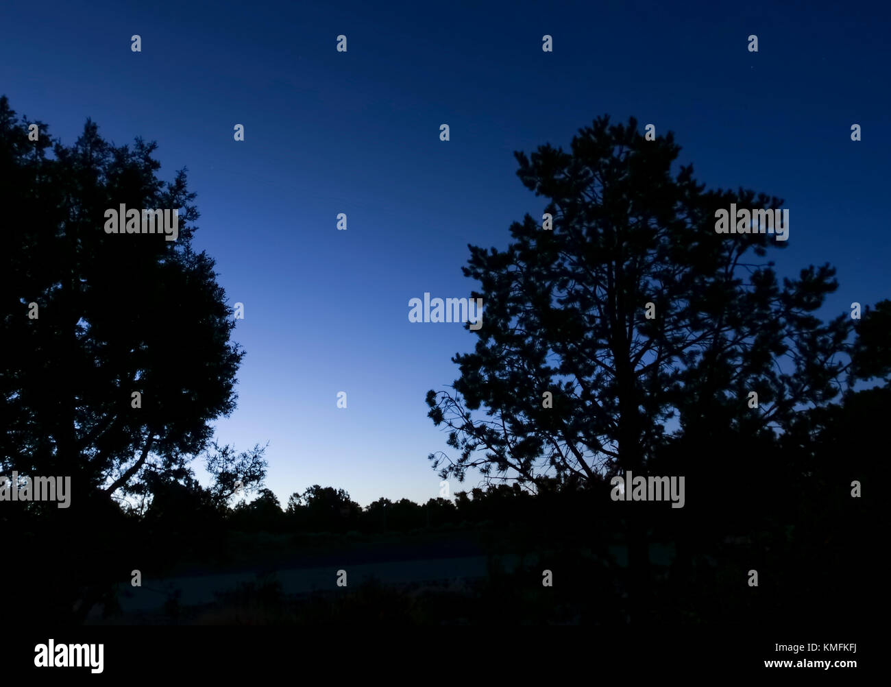 Tree tops against the night sky with the dawn light Stock Photo - Alamy