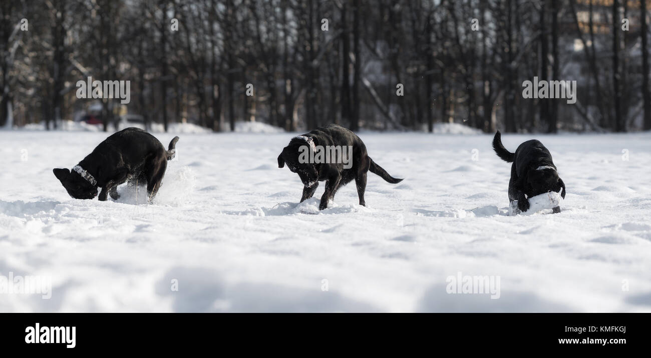 Black Labrador Retriever is playing in the snow Stock Photo - Alamy