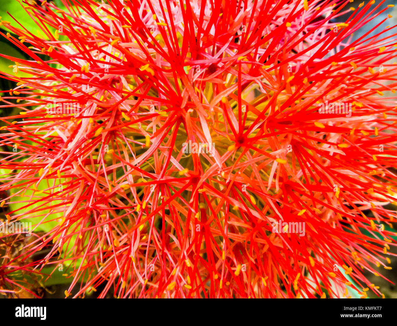 Lily disease hi-res stock photography and images - Alamy