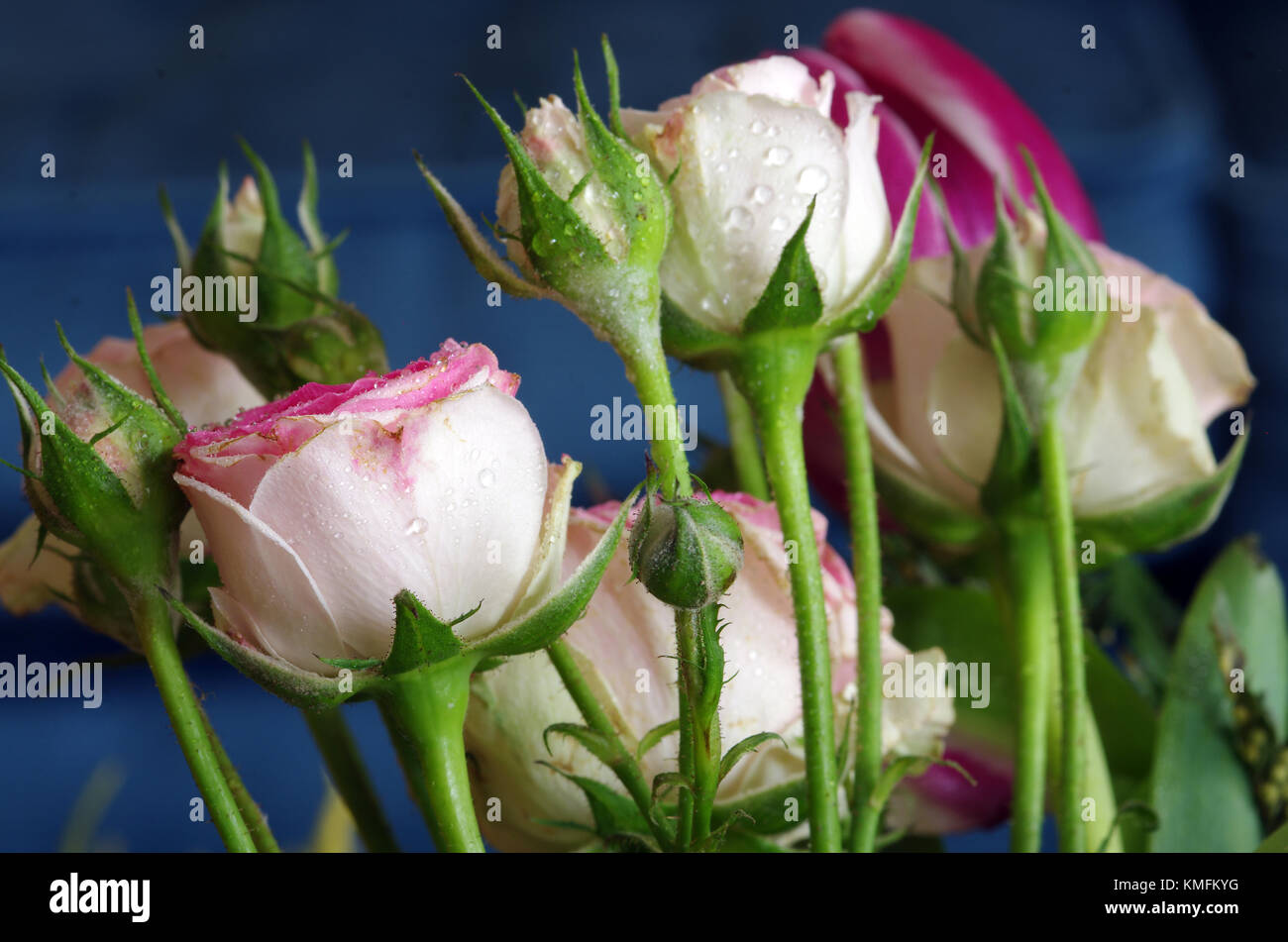 Flourishing pink roses hi-res stock photography and images - Alamy