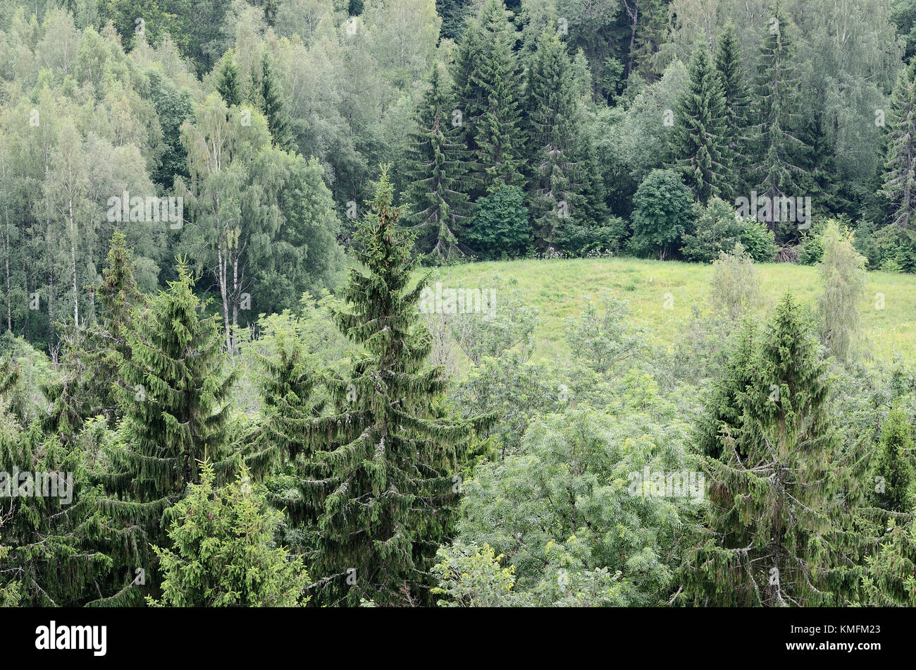 Overlook With Trees Stock Photo - Alamy