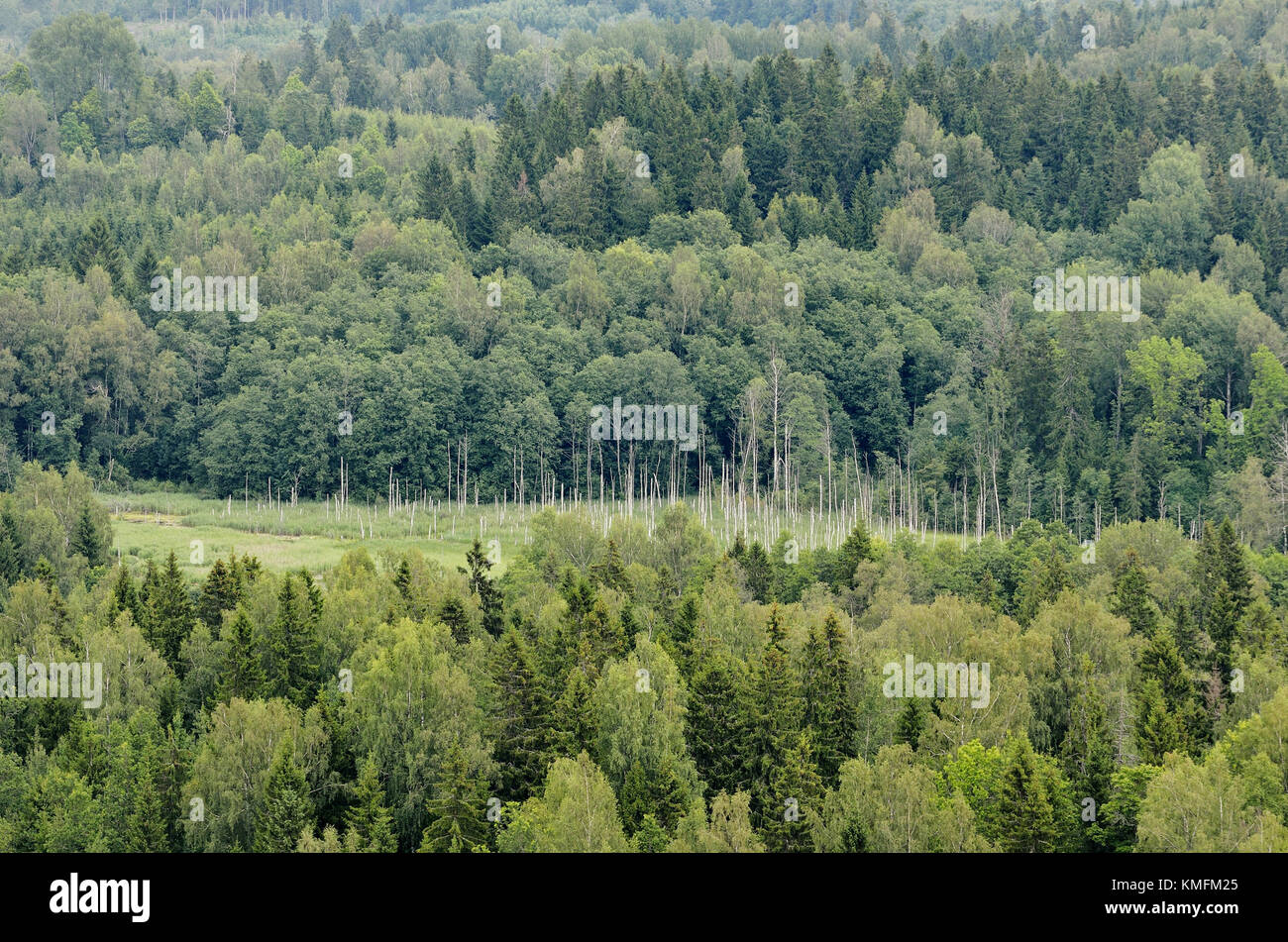 Overlook With Trees Stock Photo - Alamy
