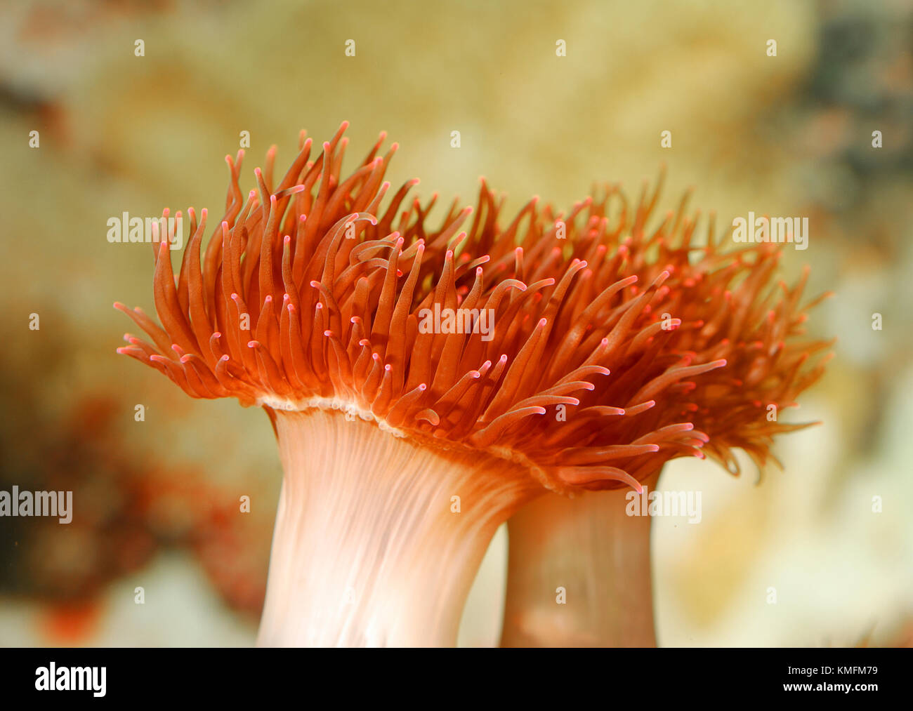 Sea anemones in marine aquarium Stock Photo - Alamy