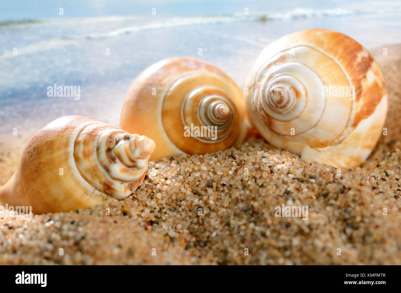 sea shells on the sandy beach Stock Photo - Alamy