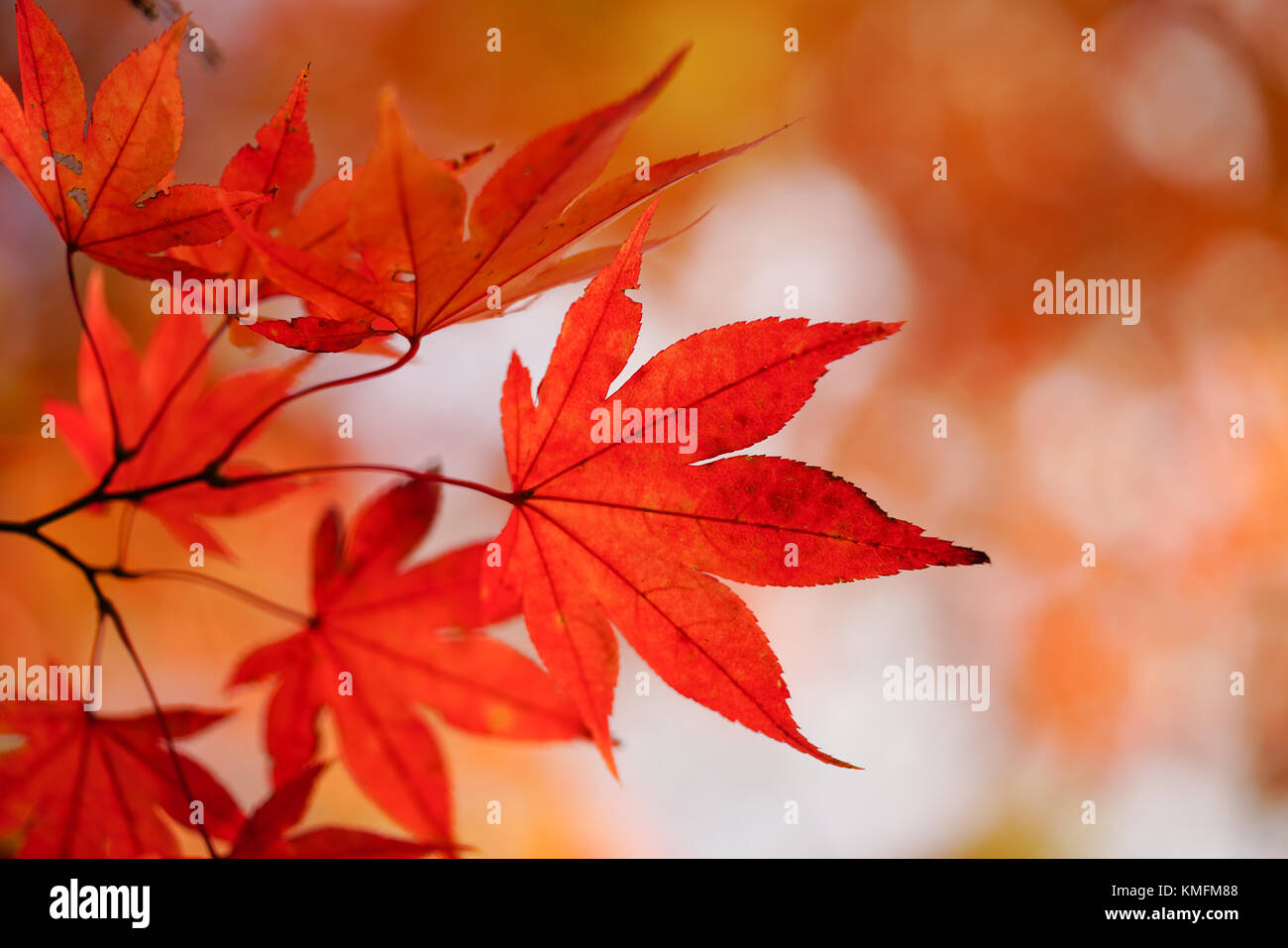 Japanese Fall Foliage Stock Photo - Alamy