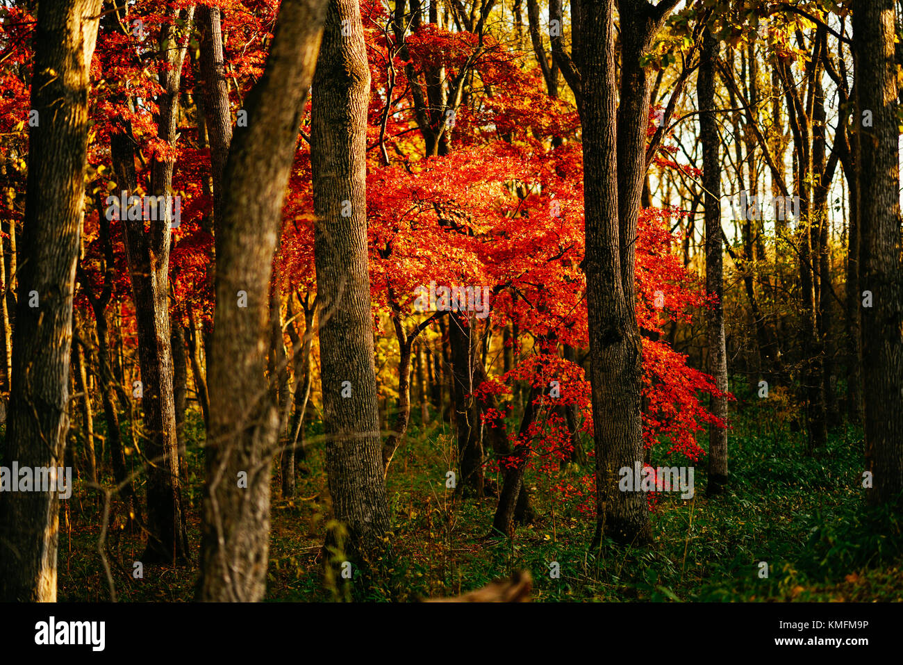 Japanese Fall Foliage Stock Photo - Alamy
