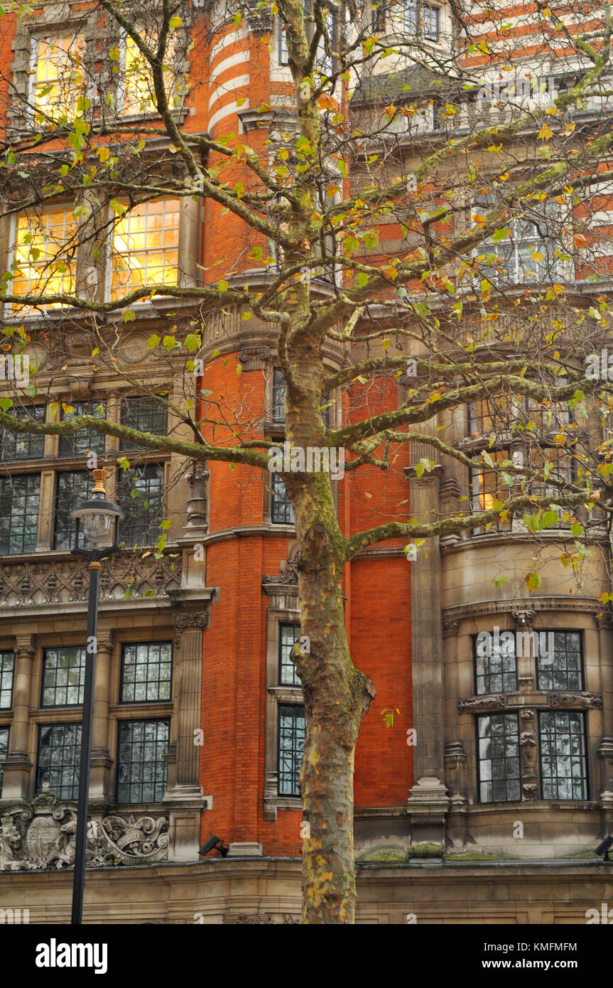 a bare tree in late autumn in the city of London in Westminster in ...