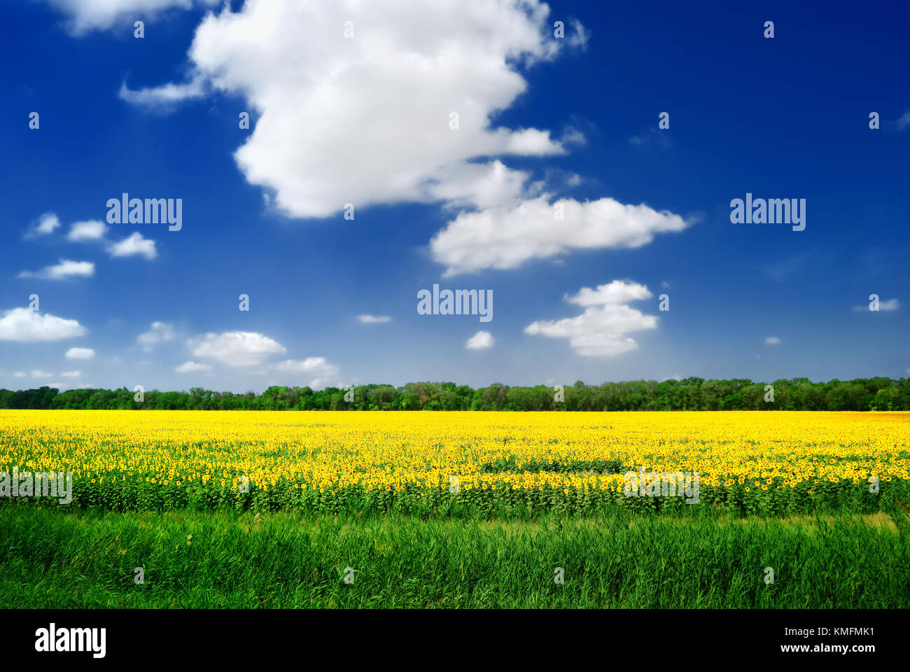 sunflowers field in Russia Stock Photo - Alamy