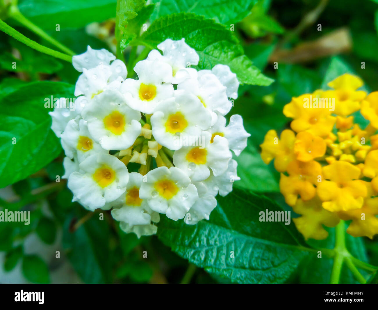 Lantana mix yellow white and water drop on flower Stock Photo - Alamy