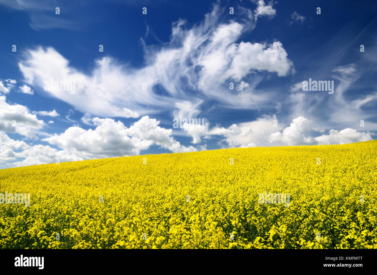 yellow rapeseed field in Latvia Stock Photo - Alamy
