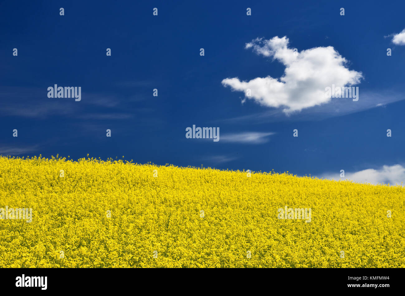 yellow rapeseed field in Latvia Stock Photo - Alamy