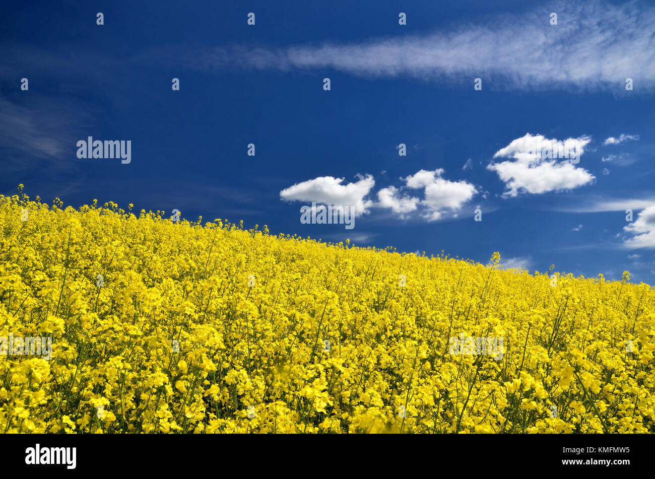 yellow rapeseed field in Latvia Stock Photo - Alamy