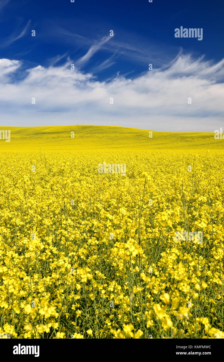 yellow rapeseed field in Latvia Stock Photo - Alamy