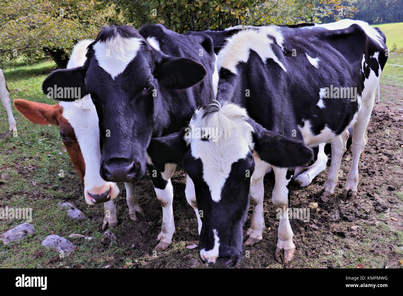 three calves looking at the camera Stock Photo - Alamy