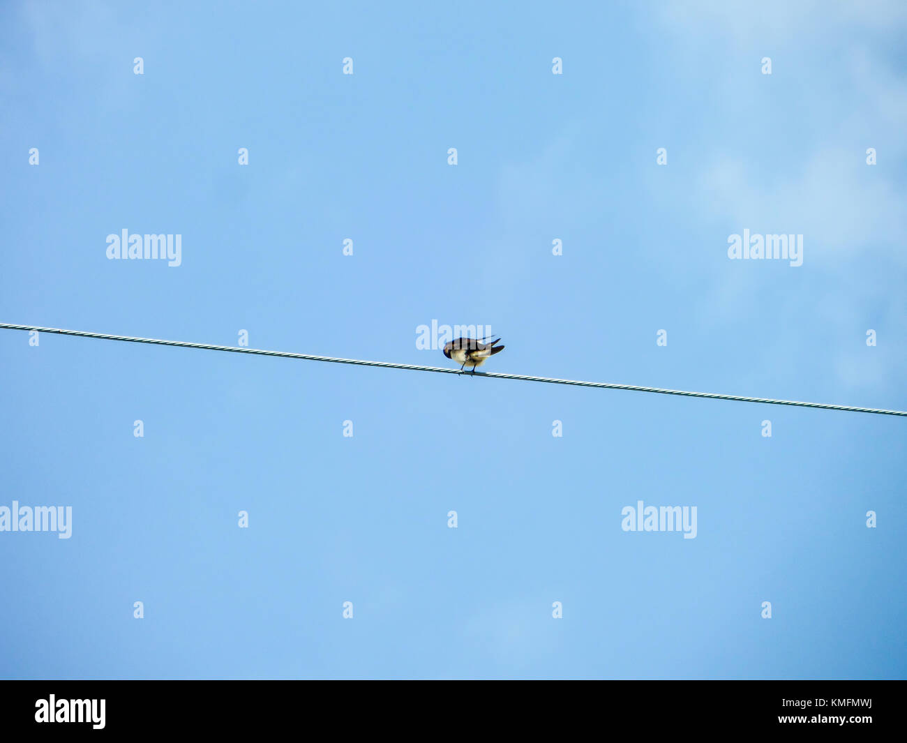 Pigeon sitting on power line hi-res stock photography and images - Alamy