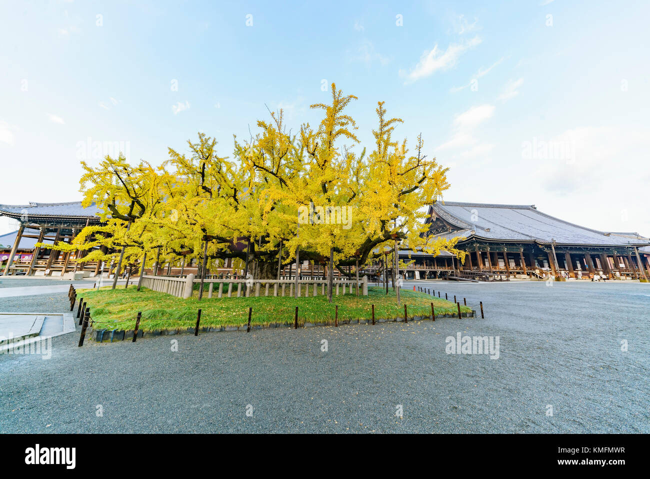 Ginkgo tree temple hi-res stock photography and images - Alamy
