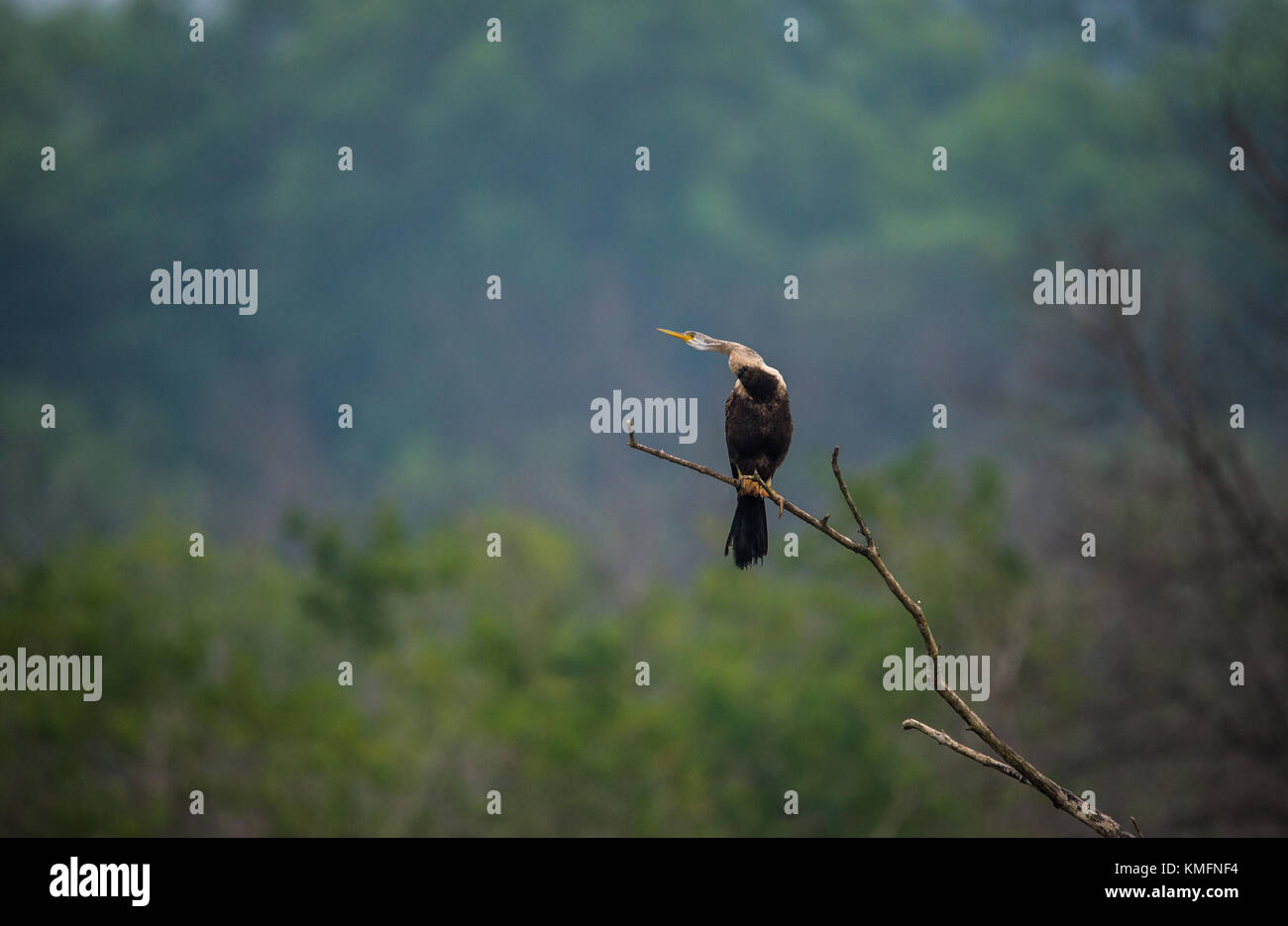 Darter bird hi-res stock photography and images - Alamy