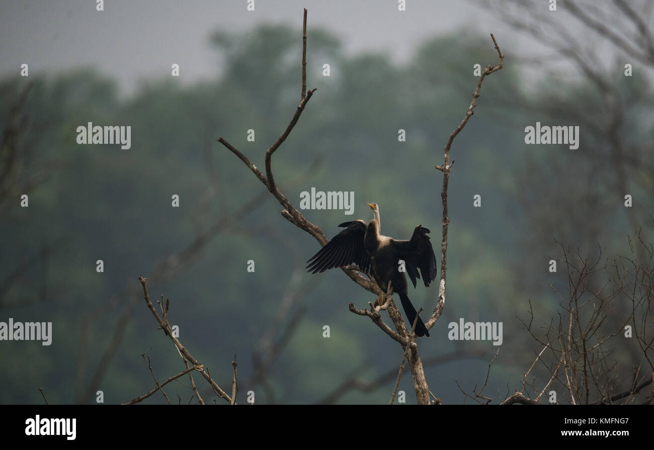 Oriental Darter Bird drying from a tree top under the sun Stock Photo ...
