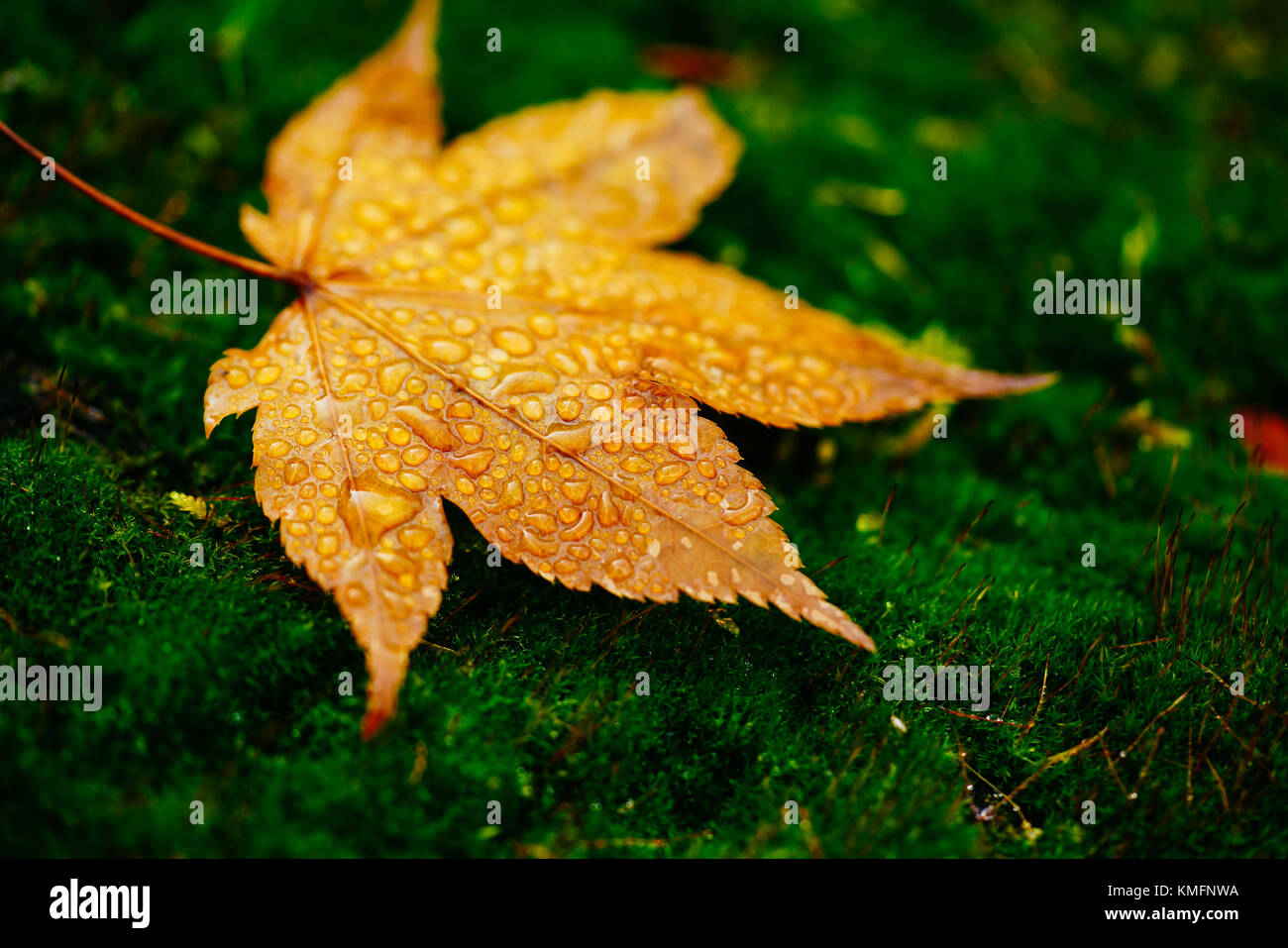 Japanese Fall Foliage Stock Photo - Alamy