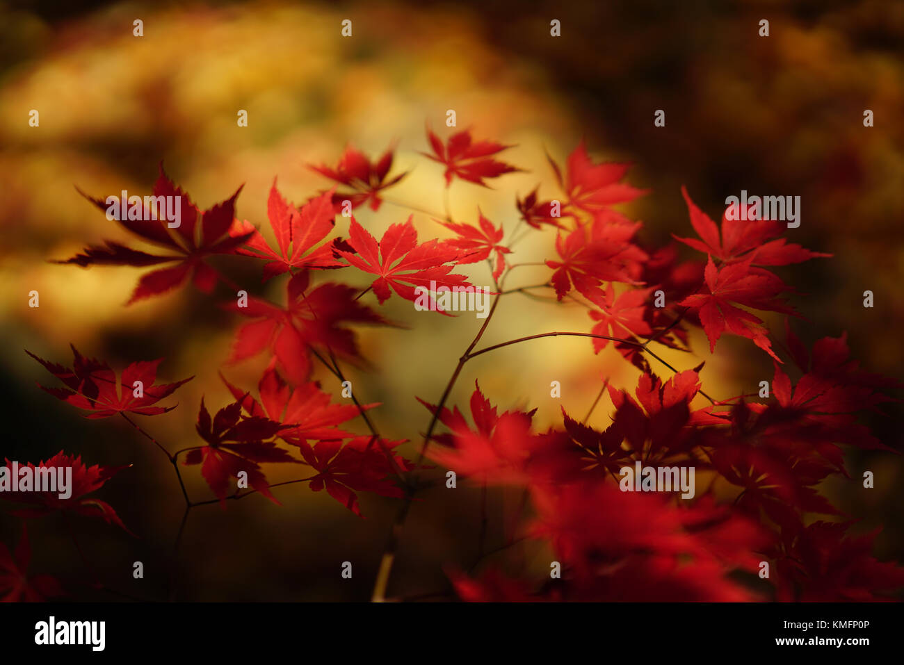 Japanese Fall Foliage Stock Photo - Alamy