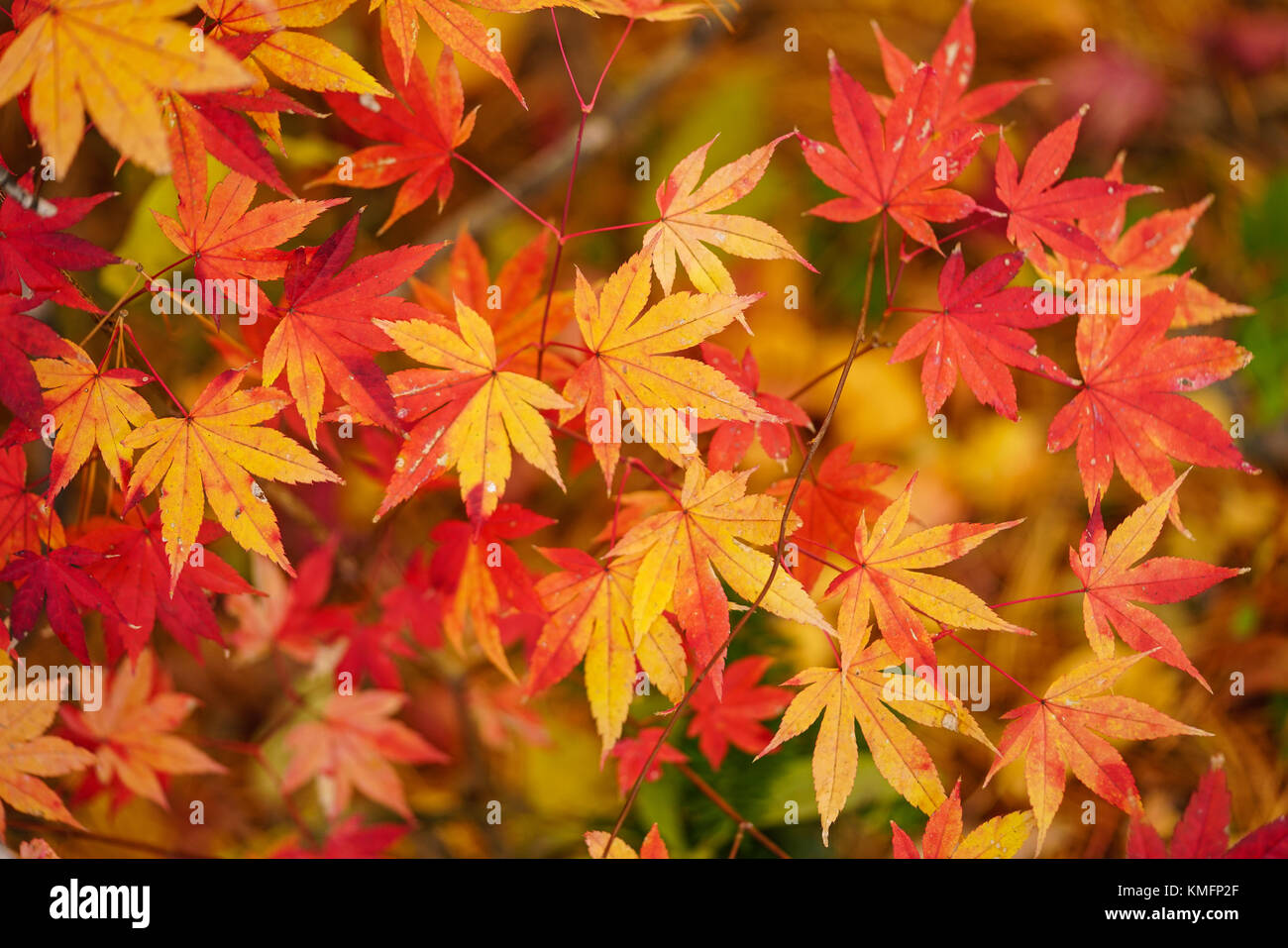 Japanese Fall Foliage Stock Photo - Alamy