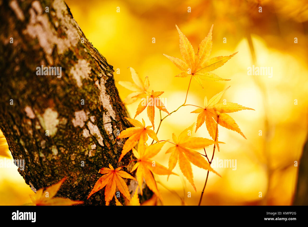 Japanese Fall Foliage Stock Photo - Alamy