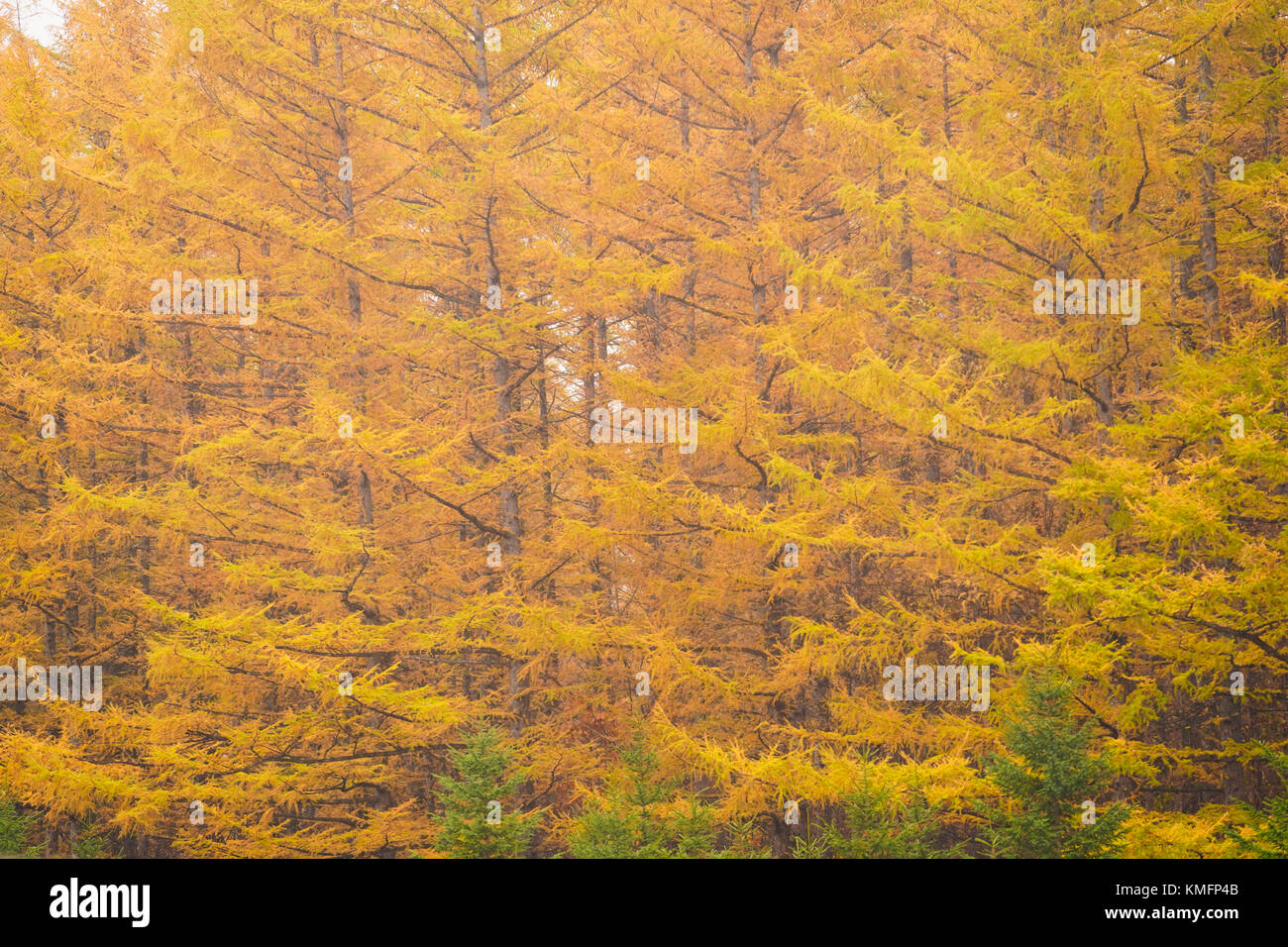 Spruce at Fall, Hokkaido, Japan Stock Photo - Alamy