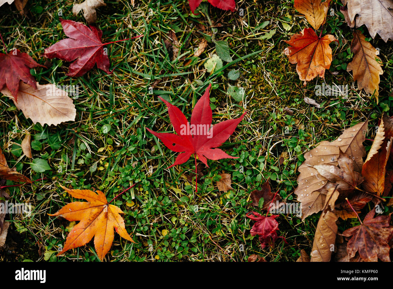 Autumn foliage on ground Stock Photo - Alamy