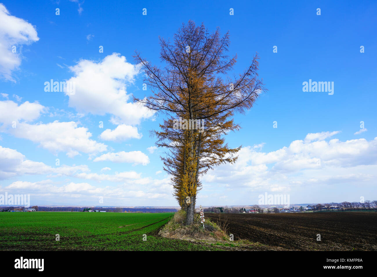 Windbreak Forest Of Larch High Resolution Stock Photography and Images ...