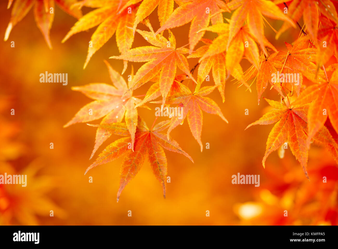 Japanese Fall Foliage Stock Photo - Alamy