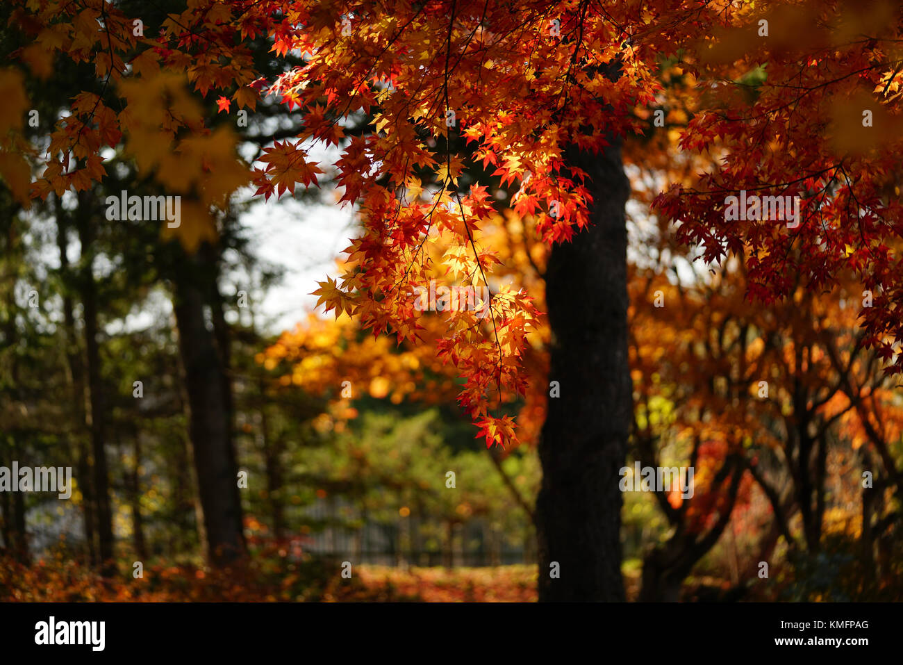 Japanese Fall Foliage Stock Photo - Alamy