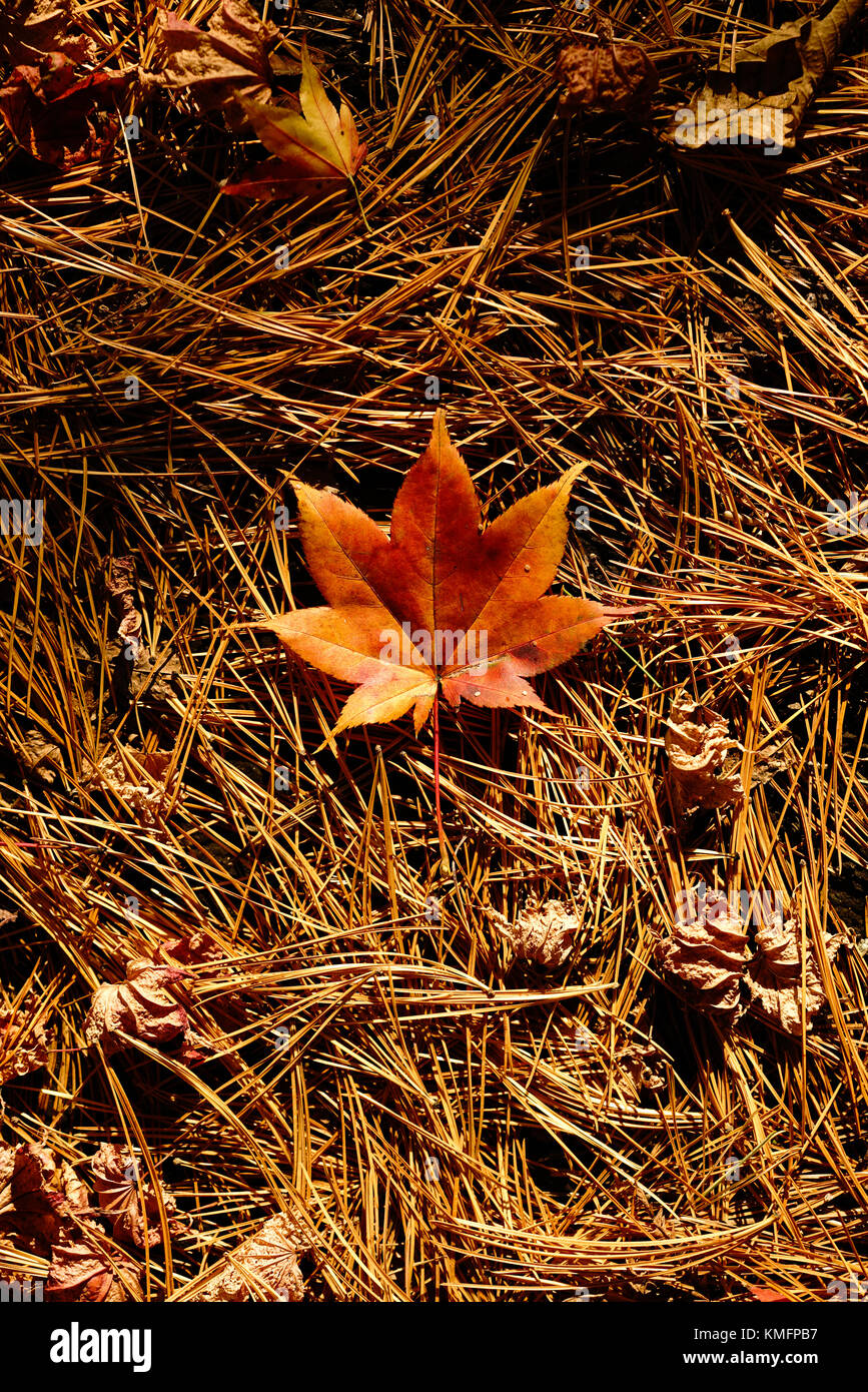 Japanese Fall Foliage Stock Photo - Alamy