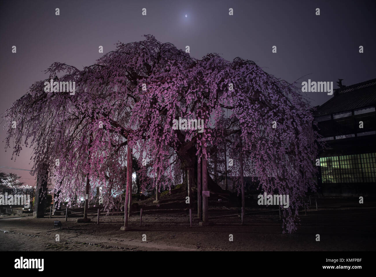 Hanyae shidare kurenai higan zakura hi-res stock photography and images ...