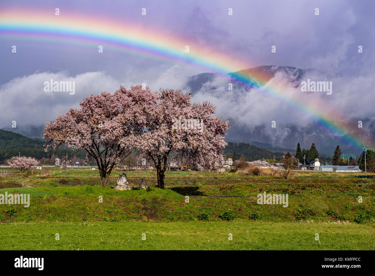Cherry blossoms and rainbow Stock Photo - Alamy