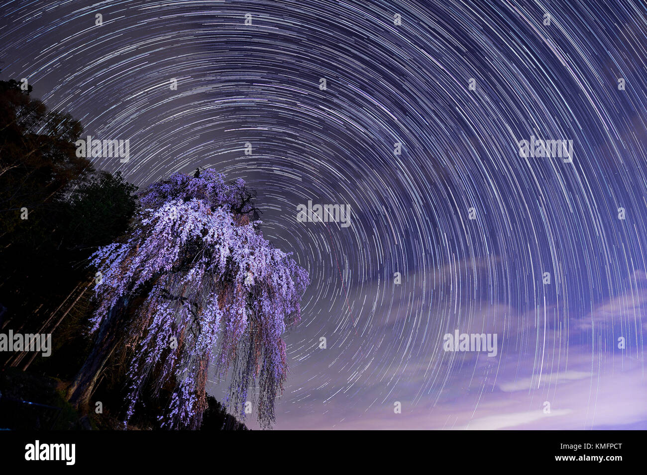 Starry blossoms hi-res stock photography and images - Alamy