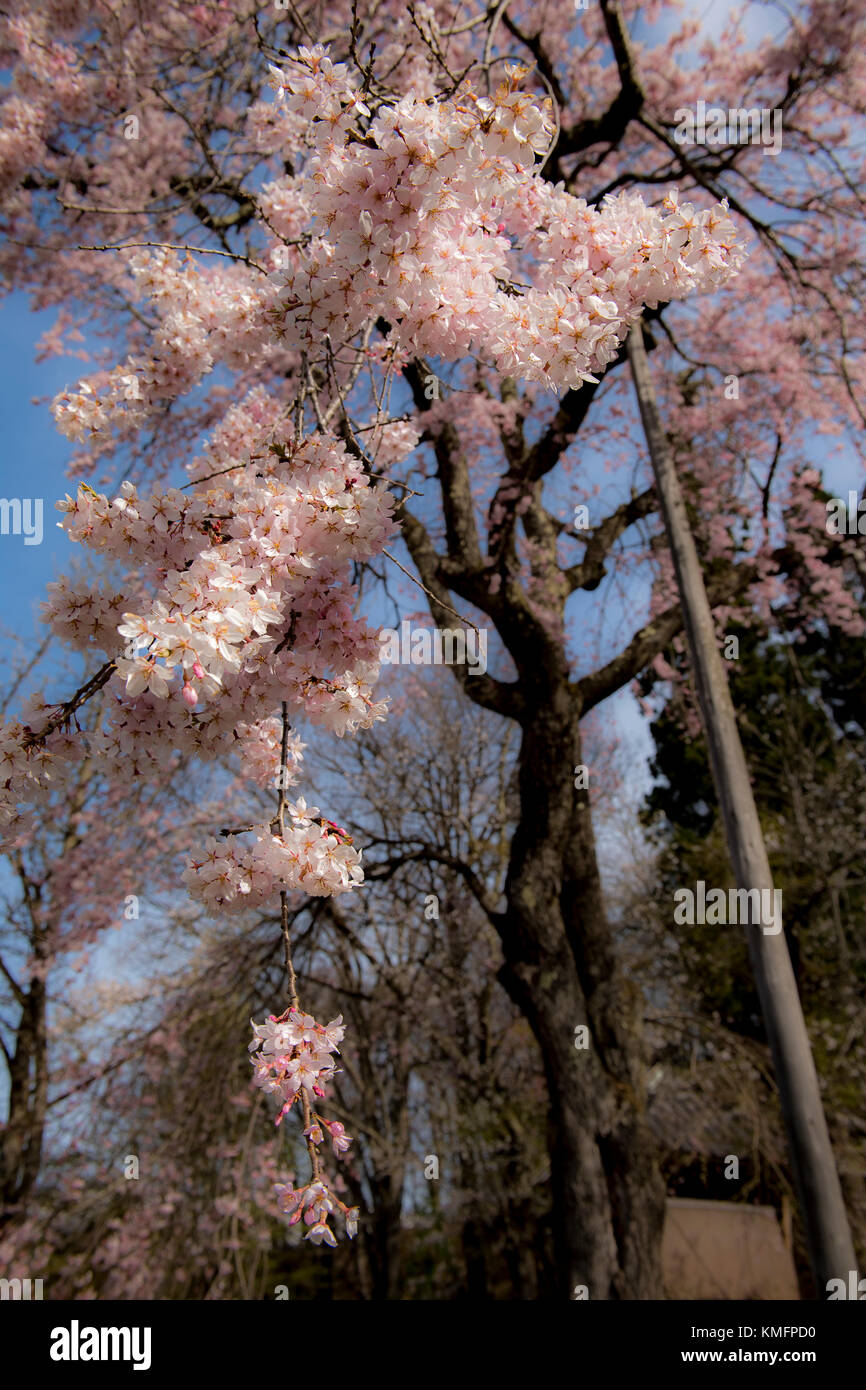 Spring in hakuba hi-res stock photography and images - Alamy