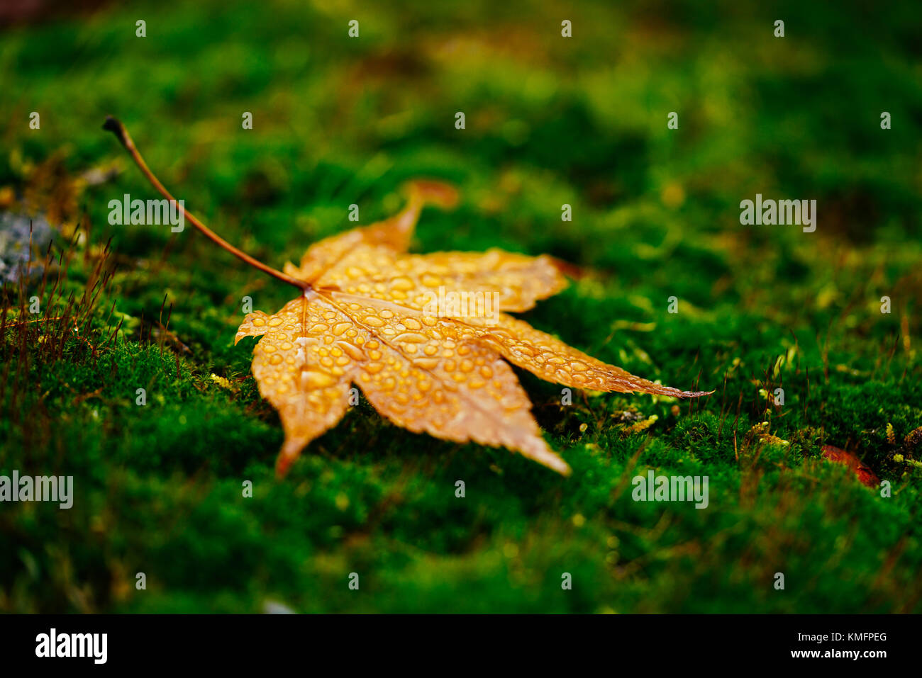 Fallen leaves on rainy day Stock Photo - Alamy