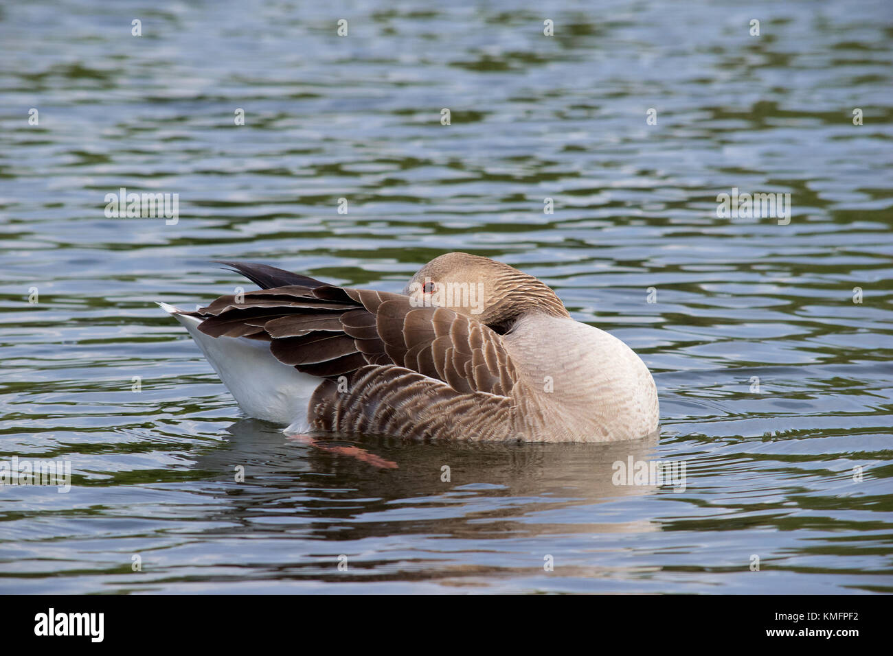 Duck on the water Stock Photo - Alamy