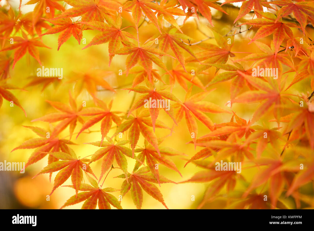 Japanese Fall Foliage Stock Photo - Alamy