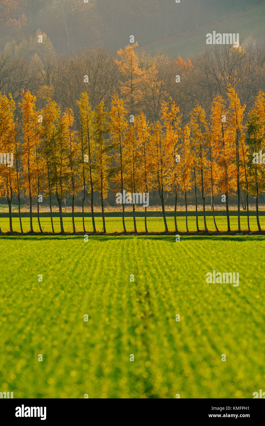 Windbreak forest of larch Stock Photo - Alamy