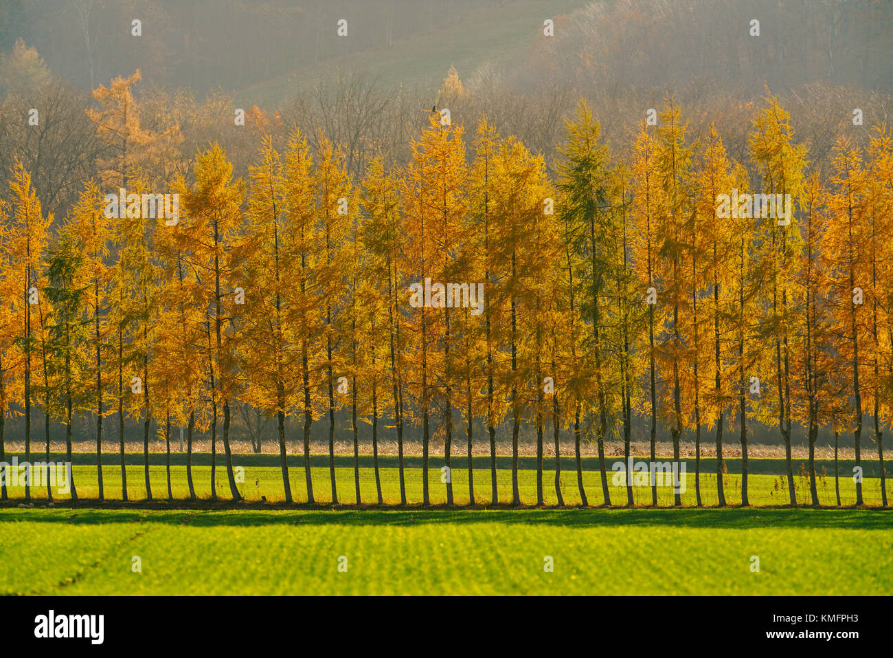 Windbreak forest of larch hi-res stock photography and images - Alamy