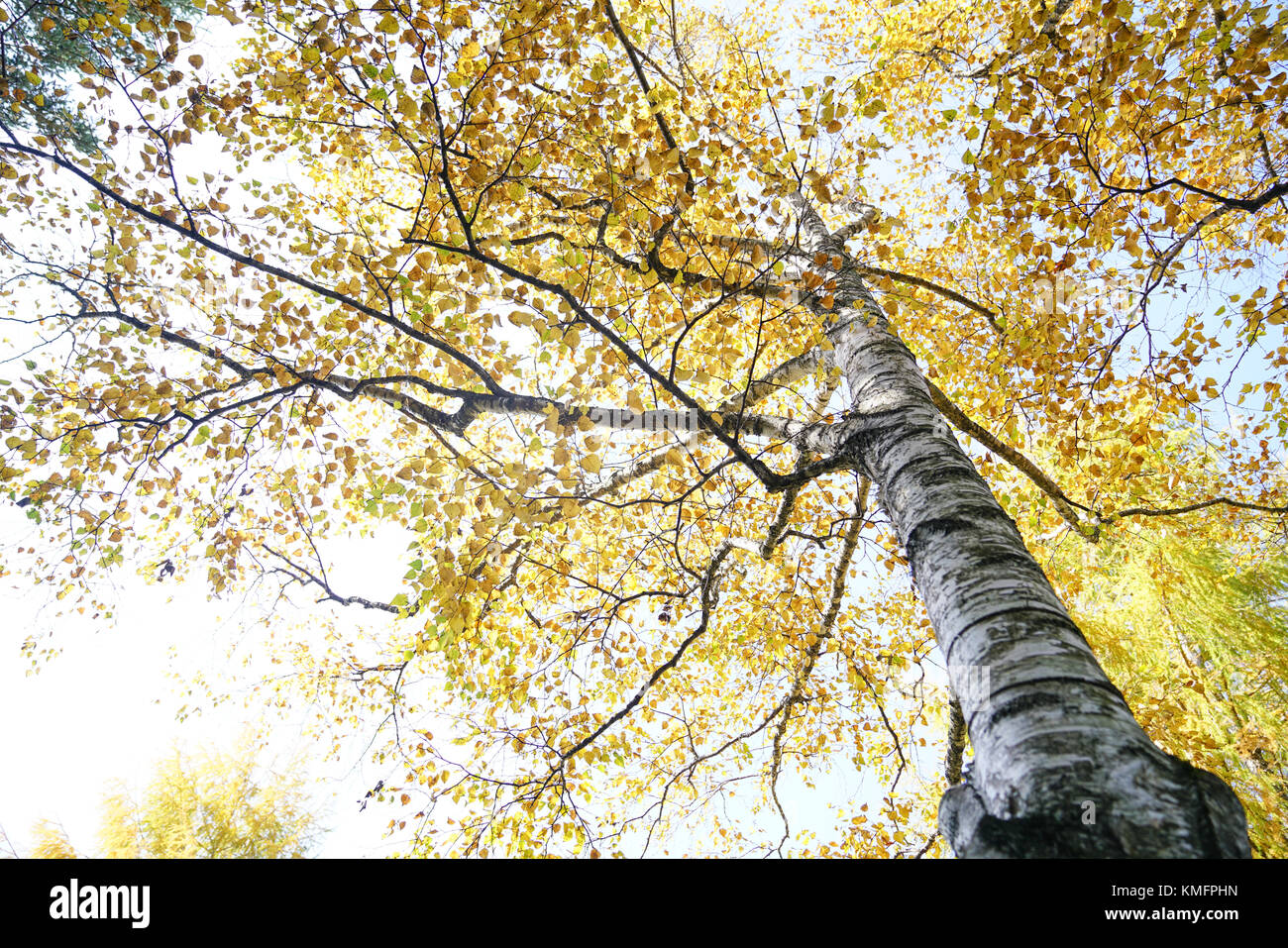 Autumn problems hi-res stock photography and images - Alamy