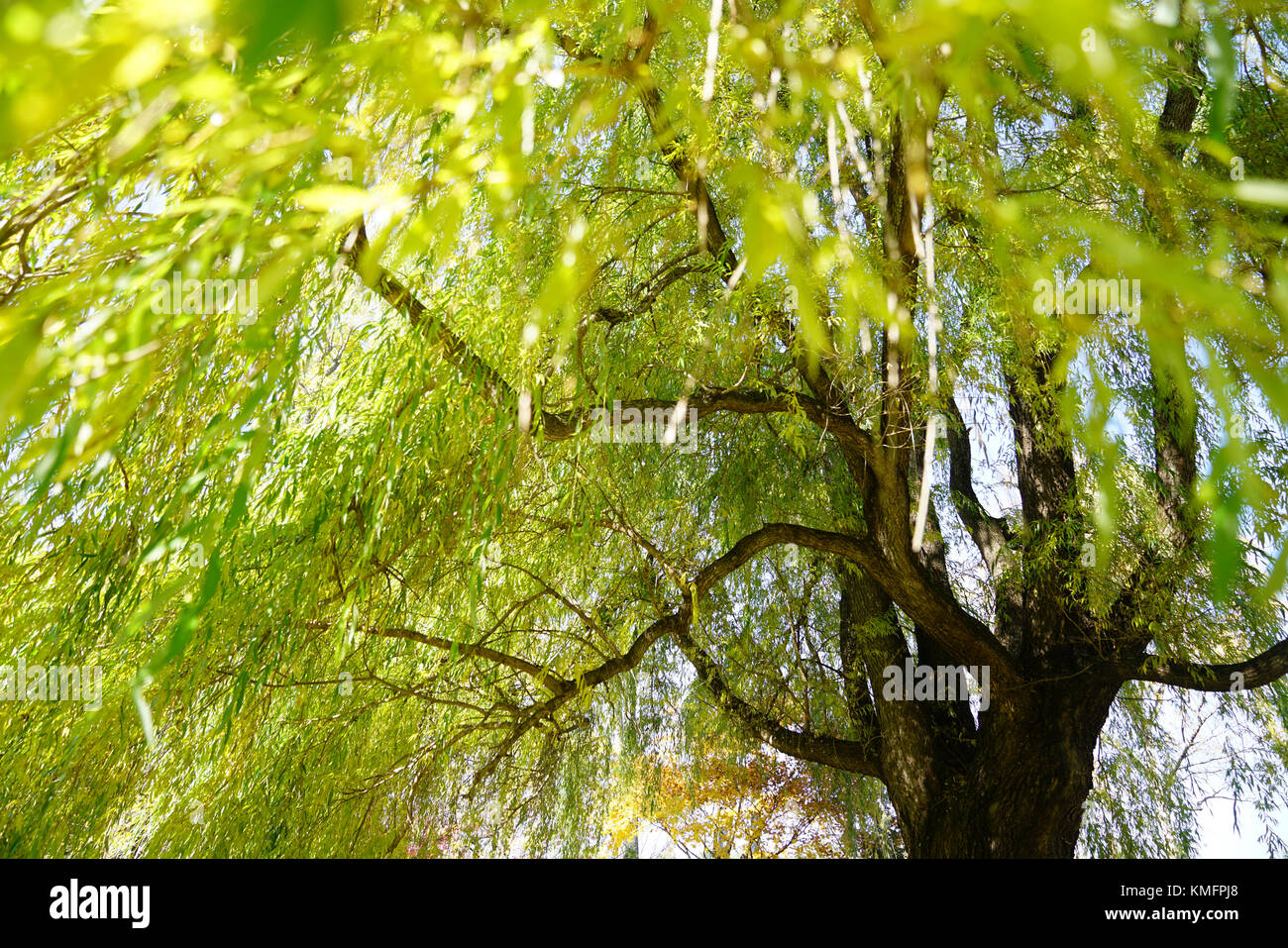 Willow tree branch horizontal hi-res stock photography and images - Alamy